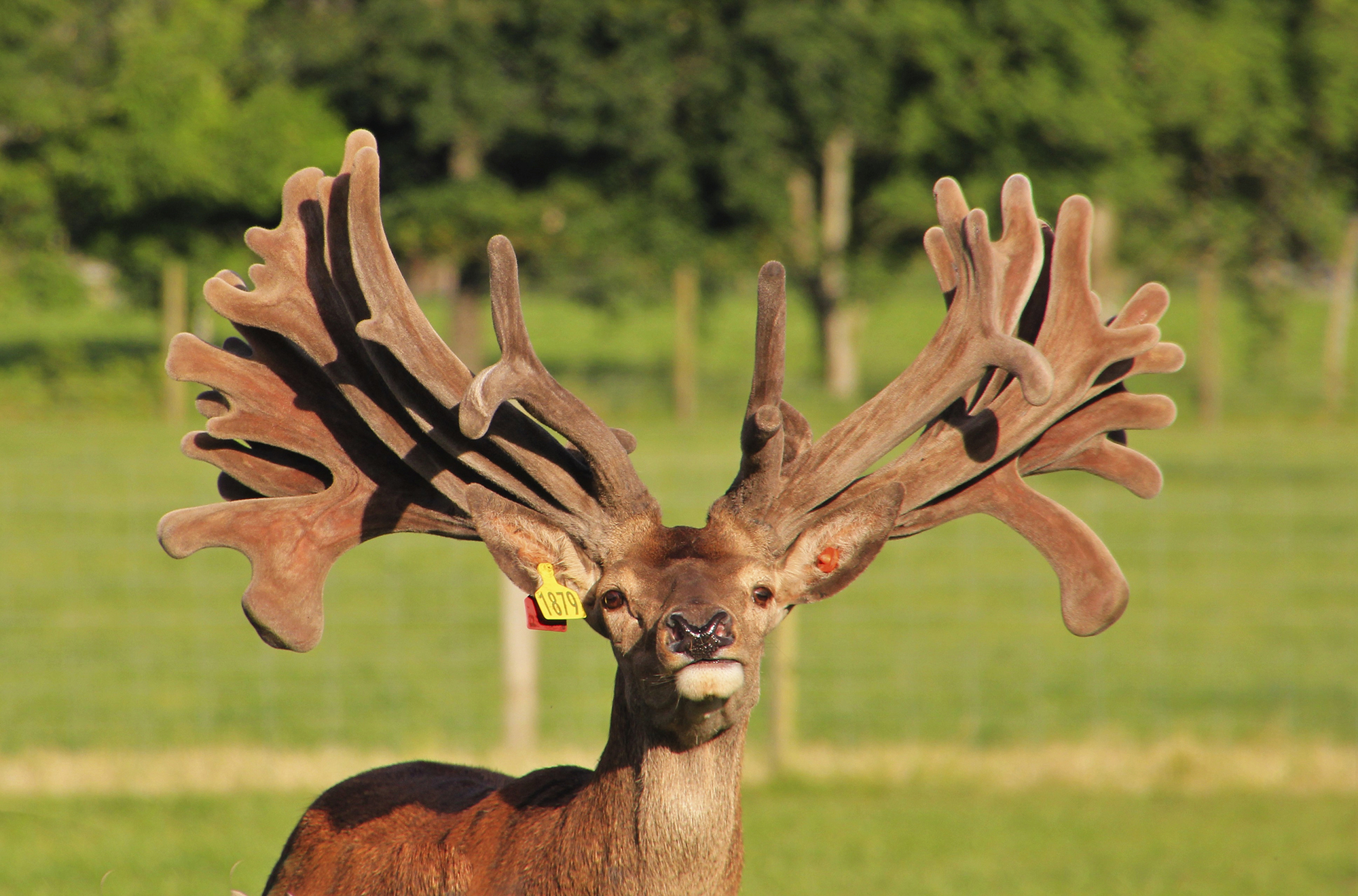 Trophy - Peel Forest Estate