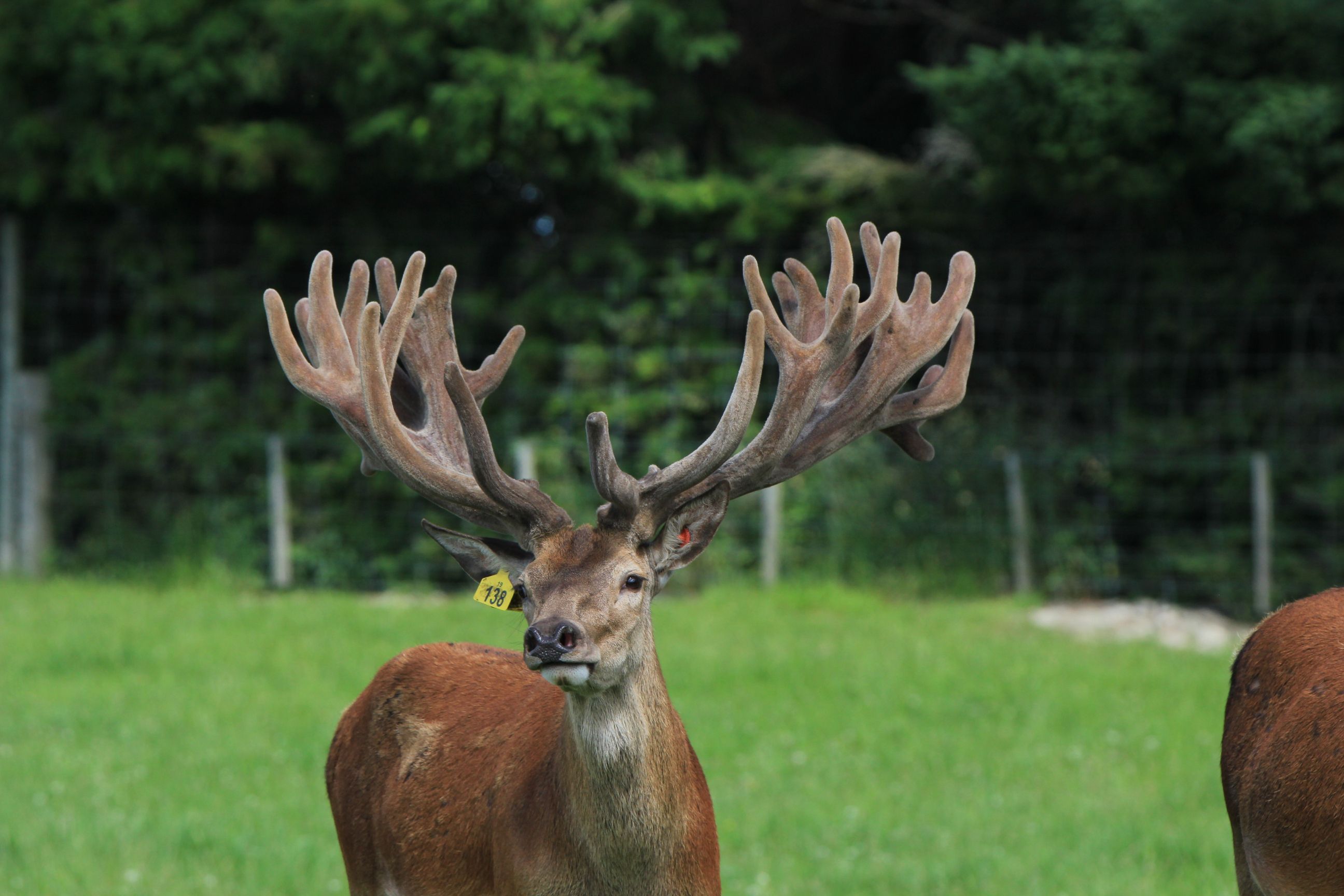 Jeremy - Peel Forest Estate