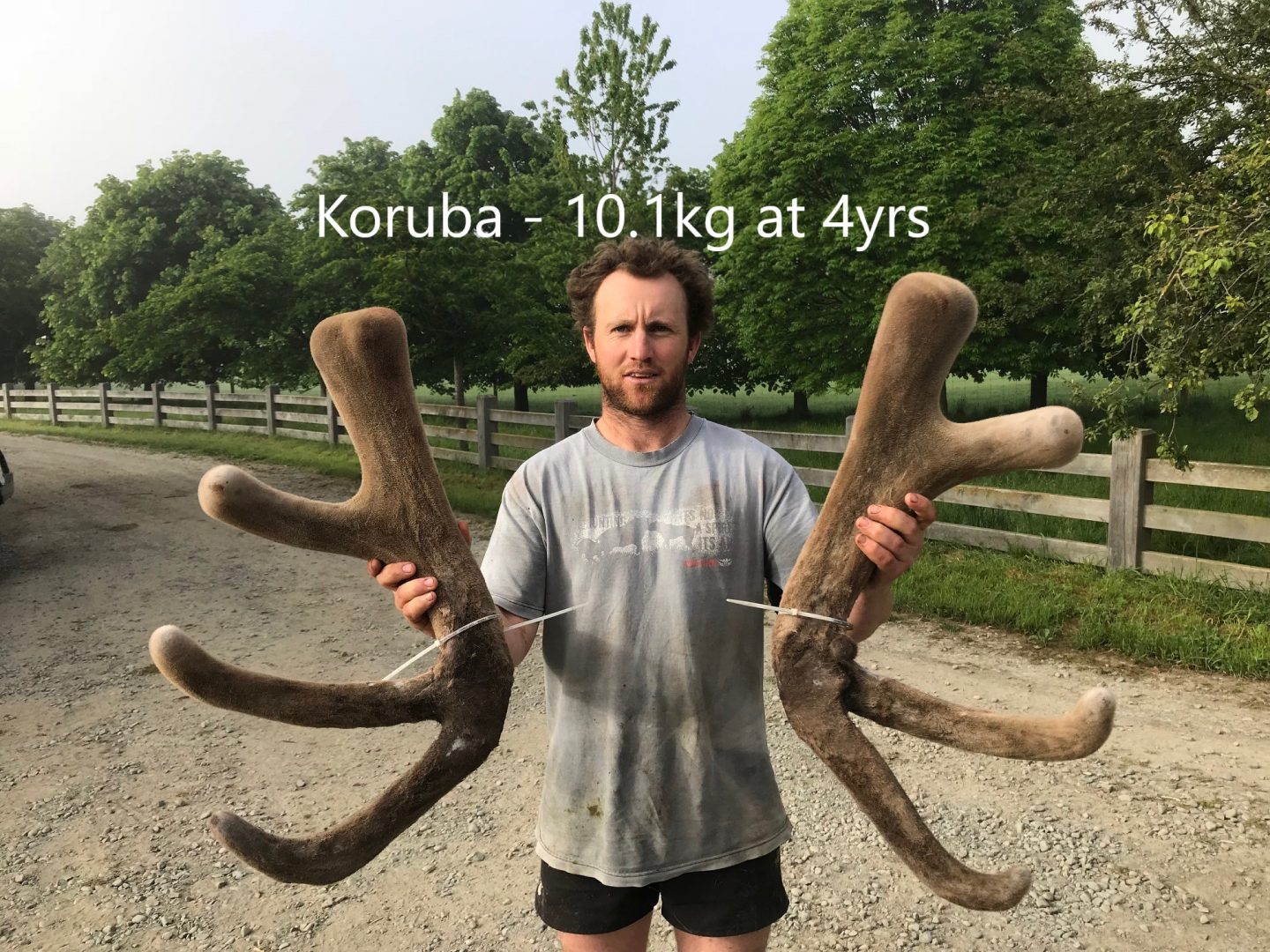 Koruba - Peel Forest Estate