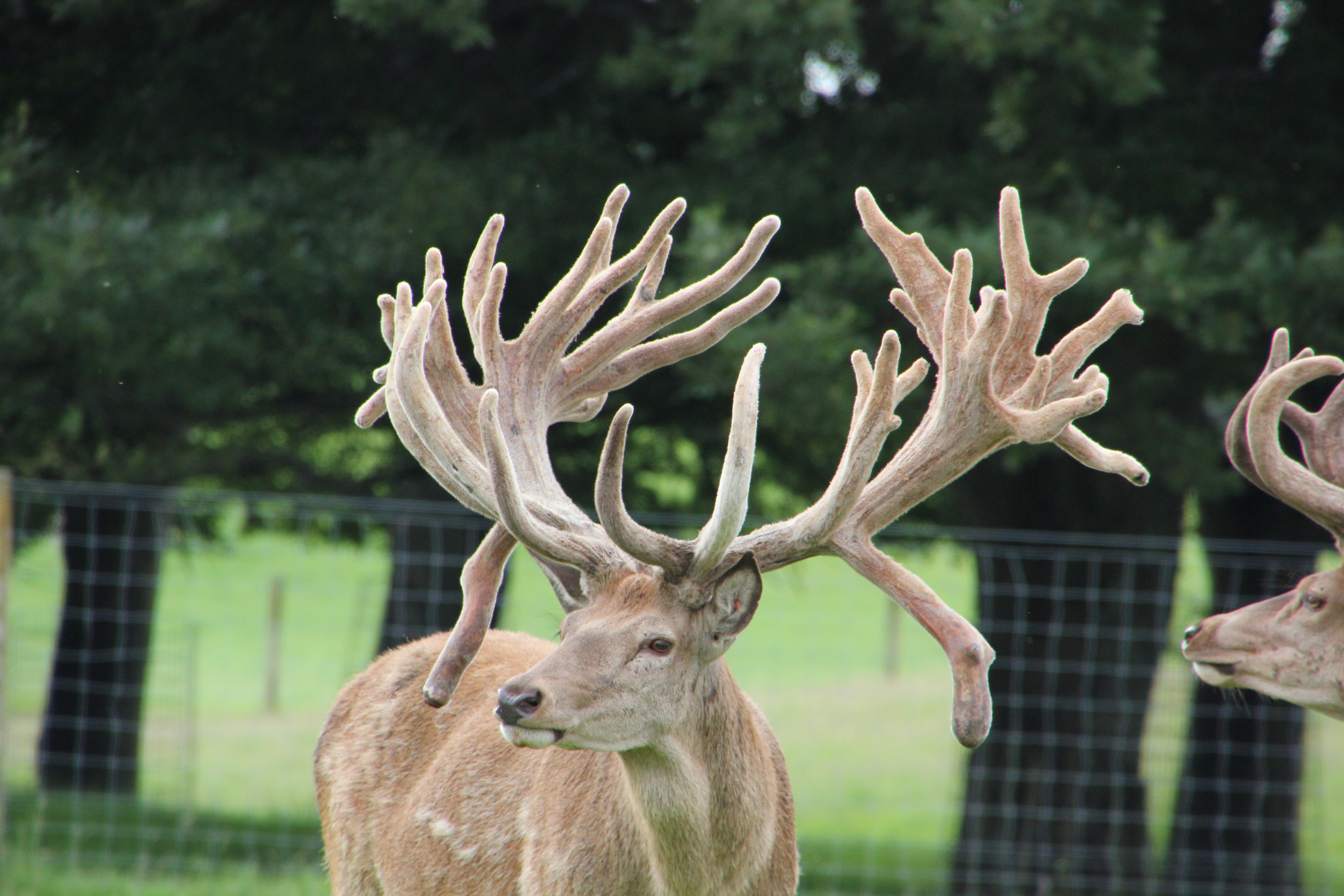 Trophy - Peel Forest Estate